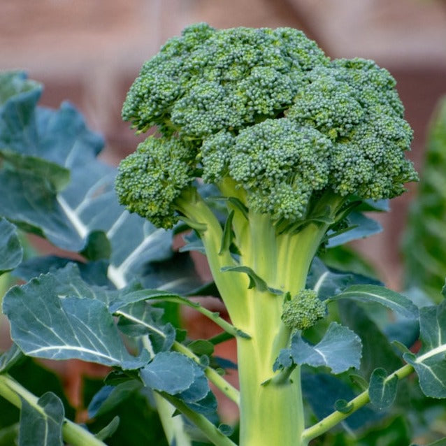 Broccoli Seeds Packet – waseeh.com